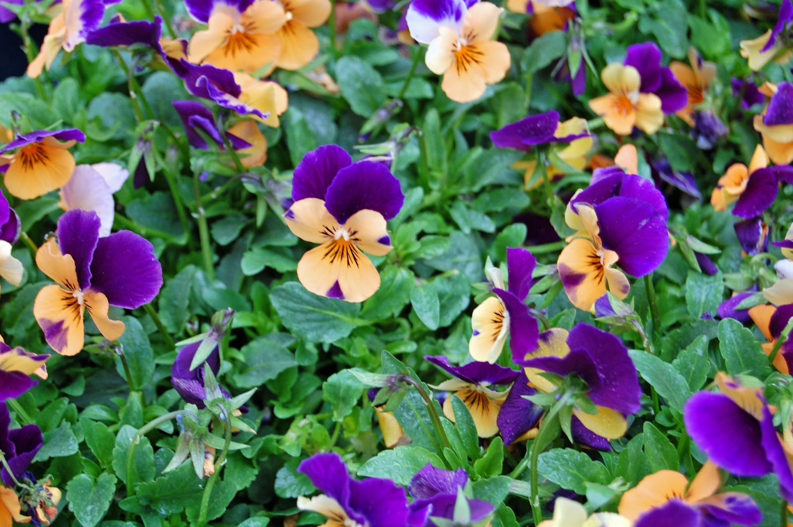 My Painted Garden: Pansies, Pansies, Everywhere Pansies