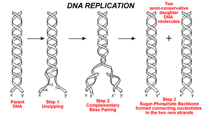 Proses Replikasi DNA (Lagi) - EDUBIO
