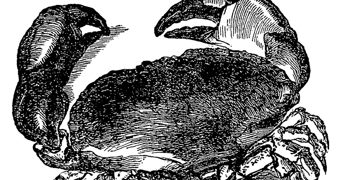 Digital Stamp Design: Printable Crab Sea Life Transfer Image Vintage ...