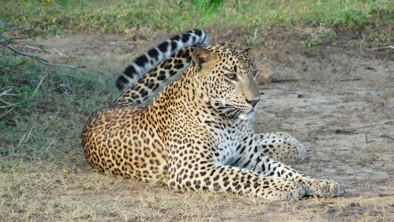 Wild Animal in Sri Lanka (Picture Collection): Tiger in Yala Park
