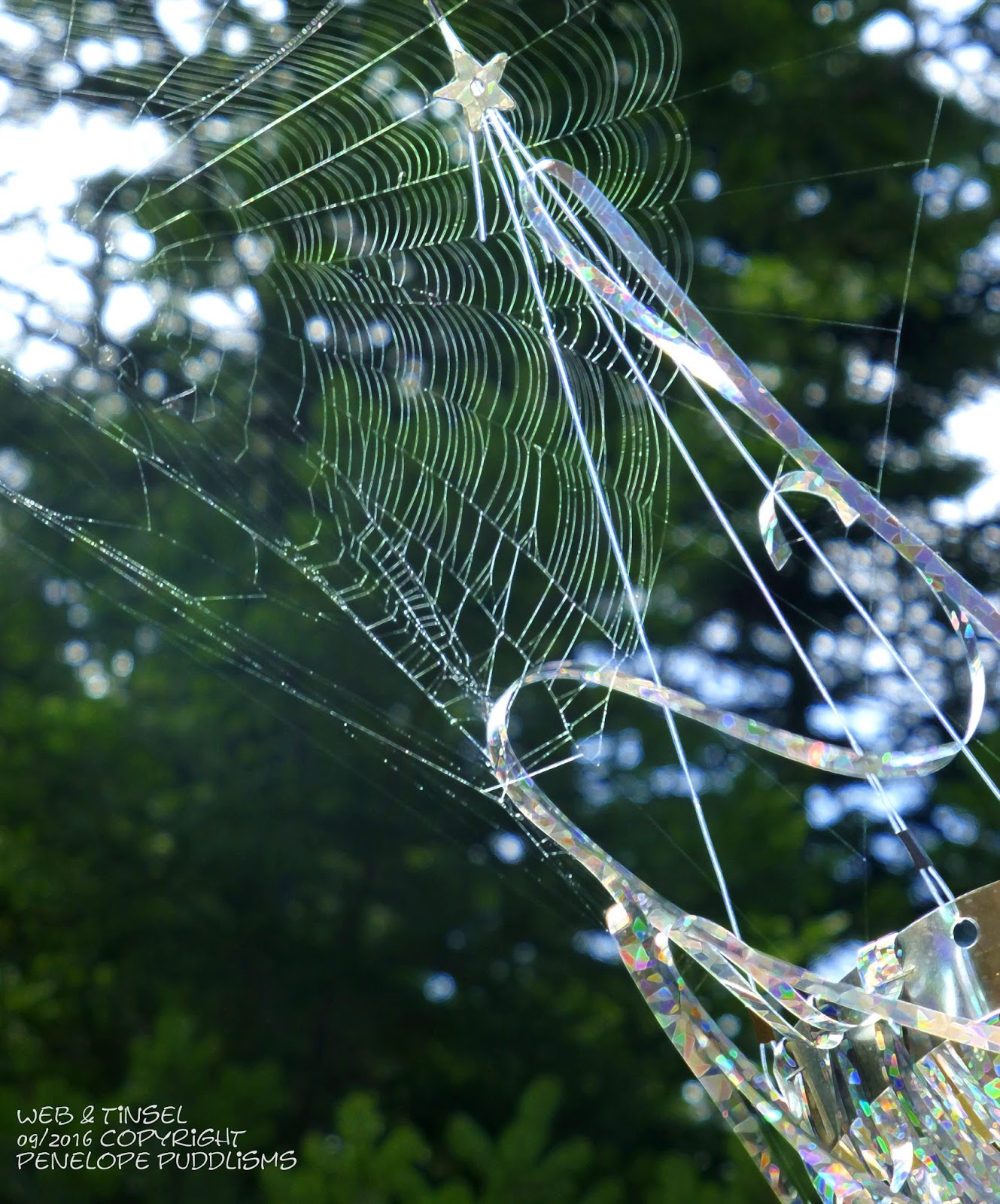 Postcards From Penelope Puddle: COBWEB CLINGS TO TINSEL STRAND