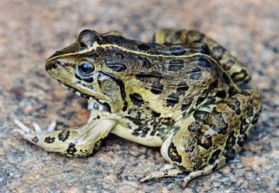 HD Animals: indian frog