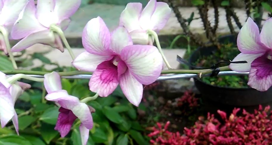 Mengenal Dekat Bunga Anggrek Dendrobium - Rumah Daun Muda