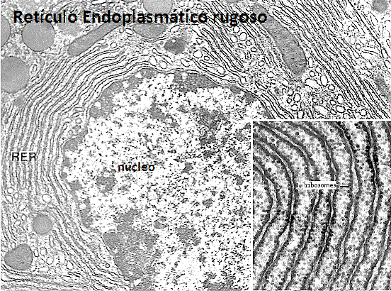 CURIOSIDADES CIENTÍFICAS : Retículo endoplasmático liso y rugoso