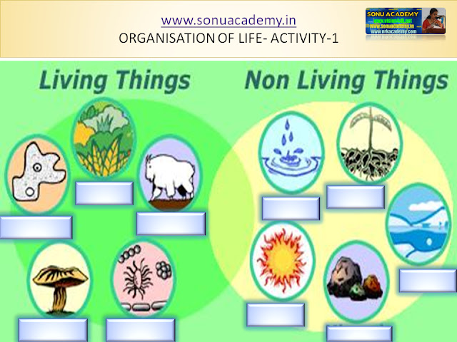 SONU ACADEMY: ORGANIZATION OF LIFE- ACTIVITY-1