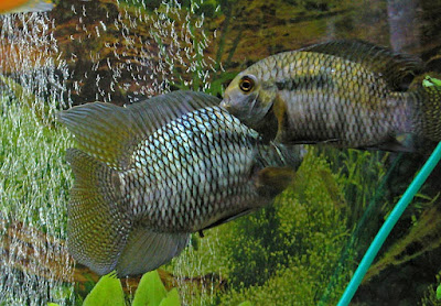 Mania de Aquário: Acará Portalegrense (Blue Port, Aequidens cf dimerus)