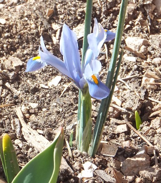 World of Irises: The Evolution of Irises