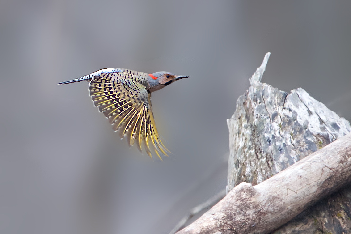 Back in the U.S.A.: Flicker Flying By in the Woods Today in Valley Forge