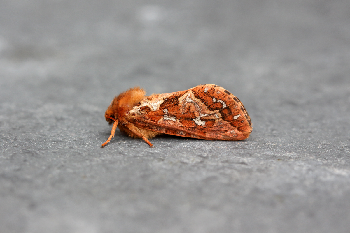 The Orthosia Enthusiast: 08/07/21