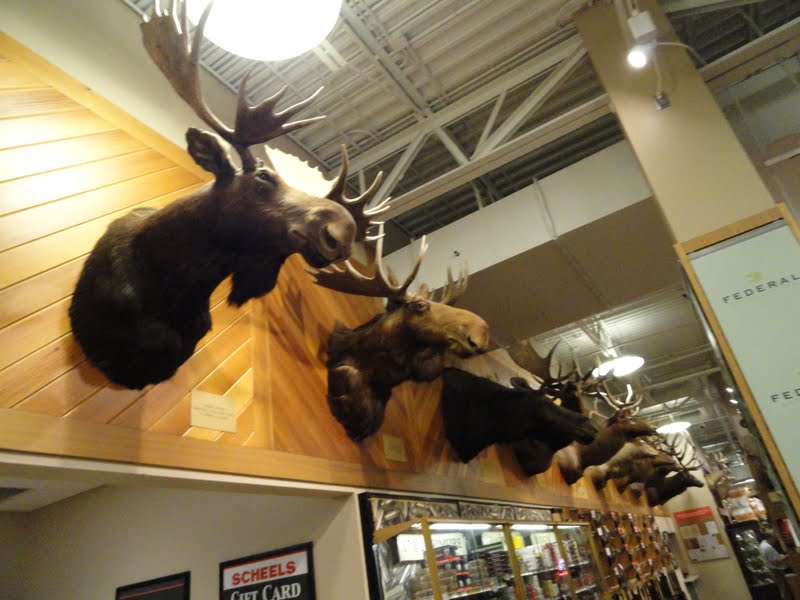 BJ Travels: Scheels Store