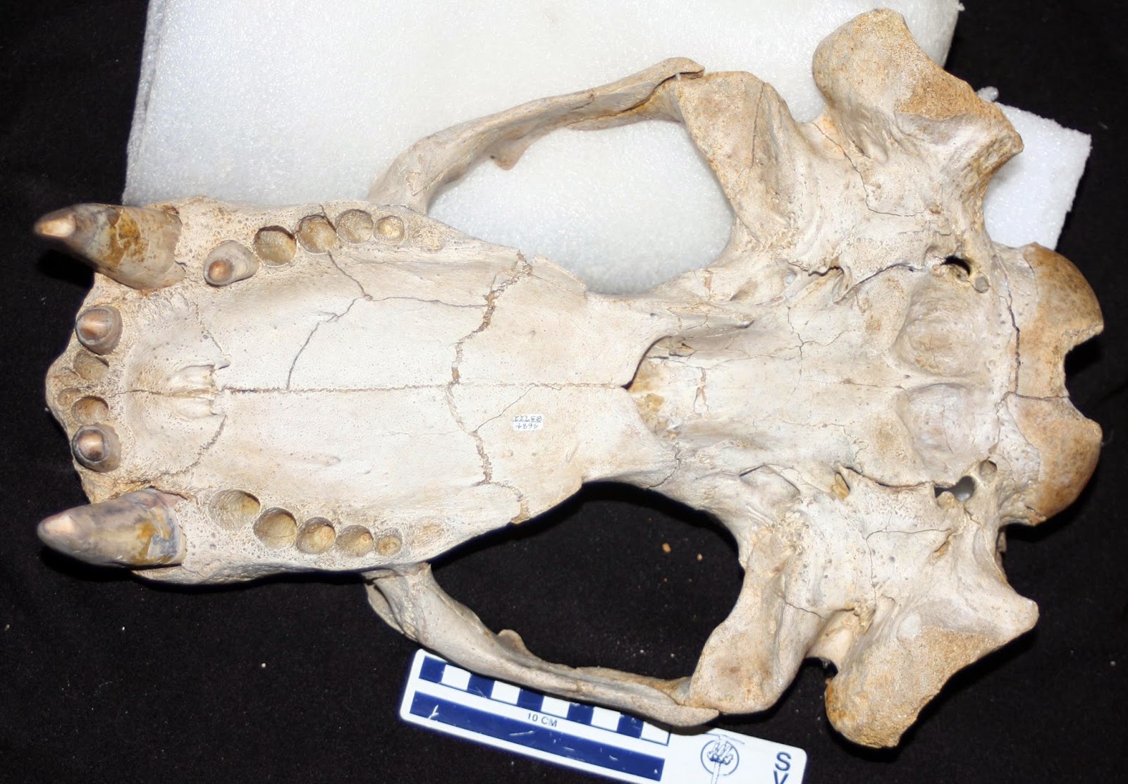 The Coastal Paleontologist: The evolutionary history of walruses, part ...