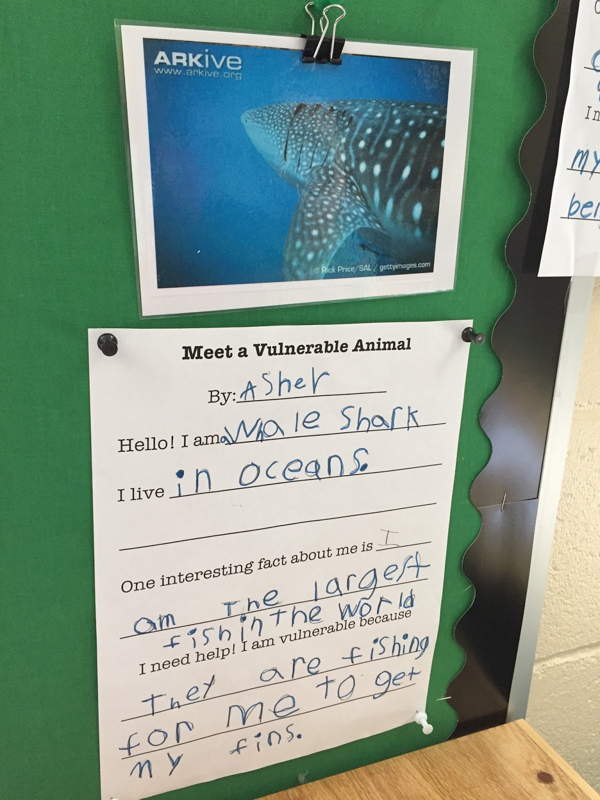 Endangered Animal Bulletin Board