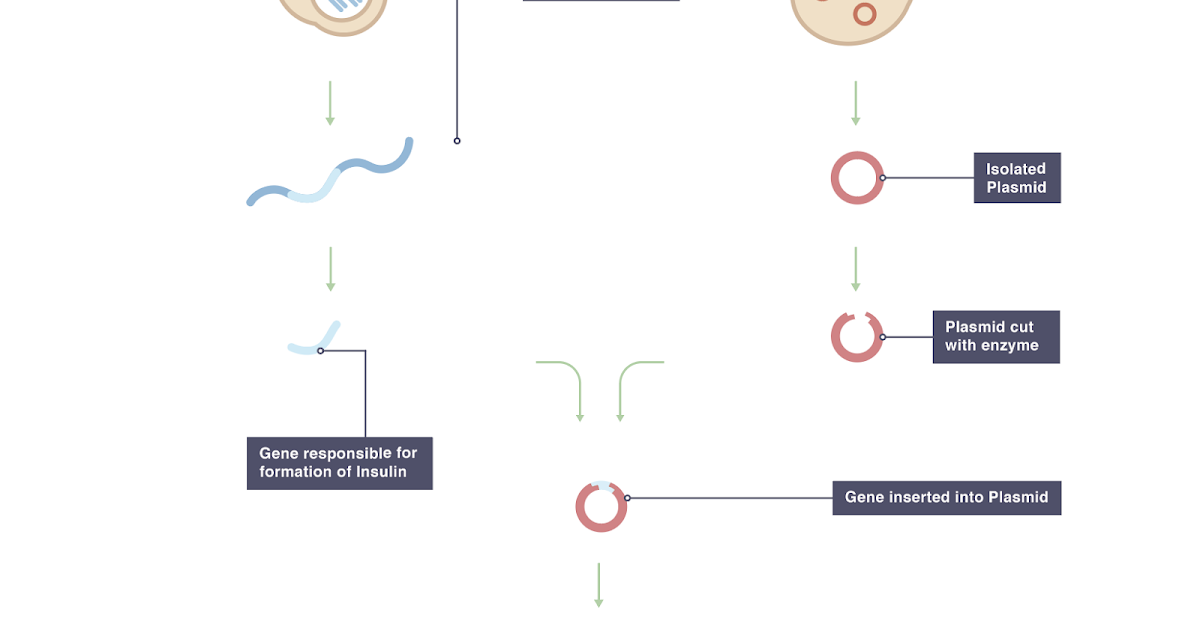 IGCSE Biology 2017: 5.16: Understand that the Term Transgenic Means the ...
