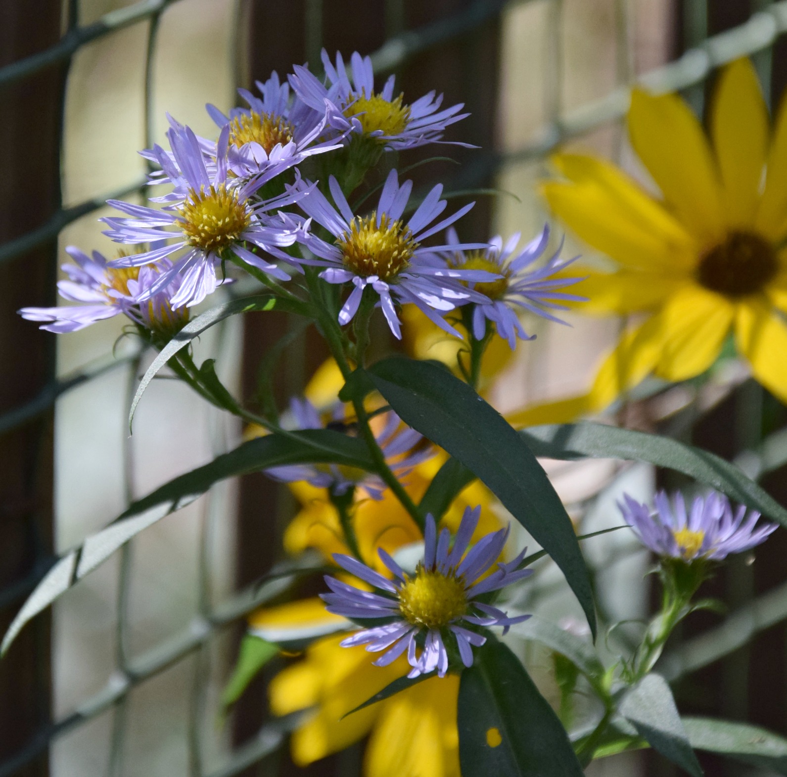Using Georgia Native Plants: Aster Love