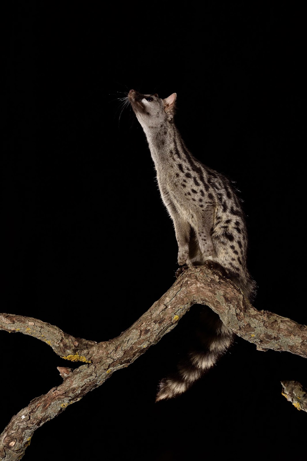 PHOTONATURE: Jineta (Genetta genetta)