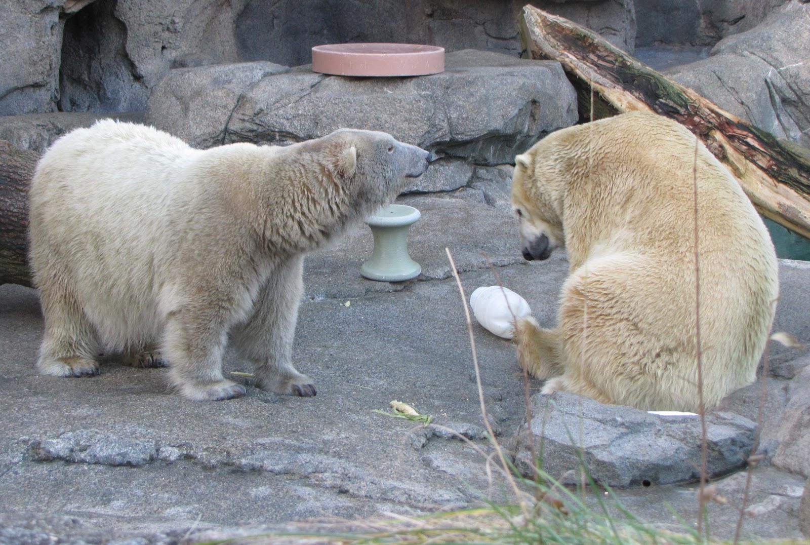 My Polar Bear Friends and Friends of Polar Bears: Rizzo moves to Salt ...