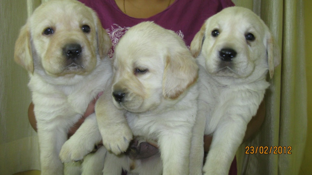 Heavy Boned Huge Apple Headed Labrador Puppies For Sale@15000 | PET'S ...