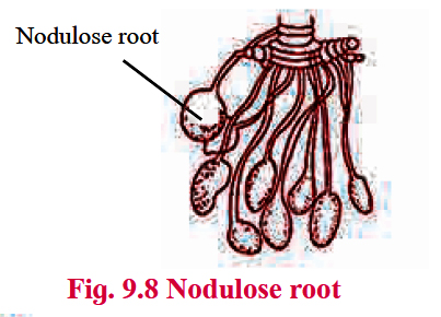 Nodulose Root