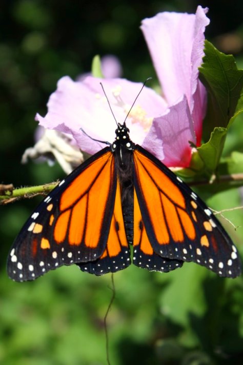 Juise: Simple Summer Activities - Critter Hunting