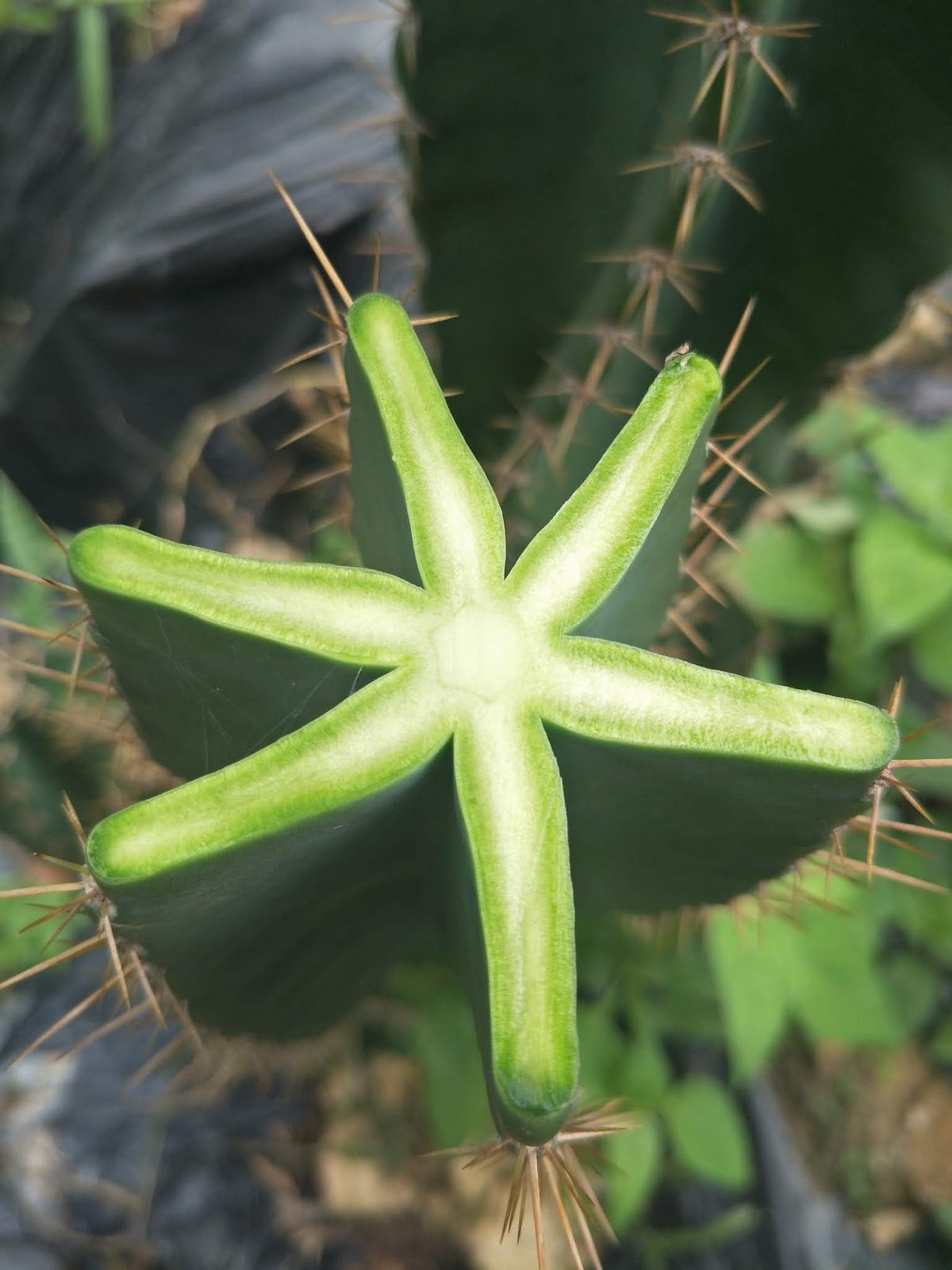 Secrets To Growing Cactus And Succulents: October 2019 Graft Update ...