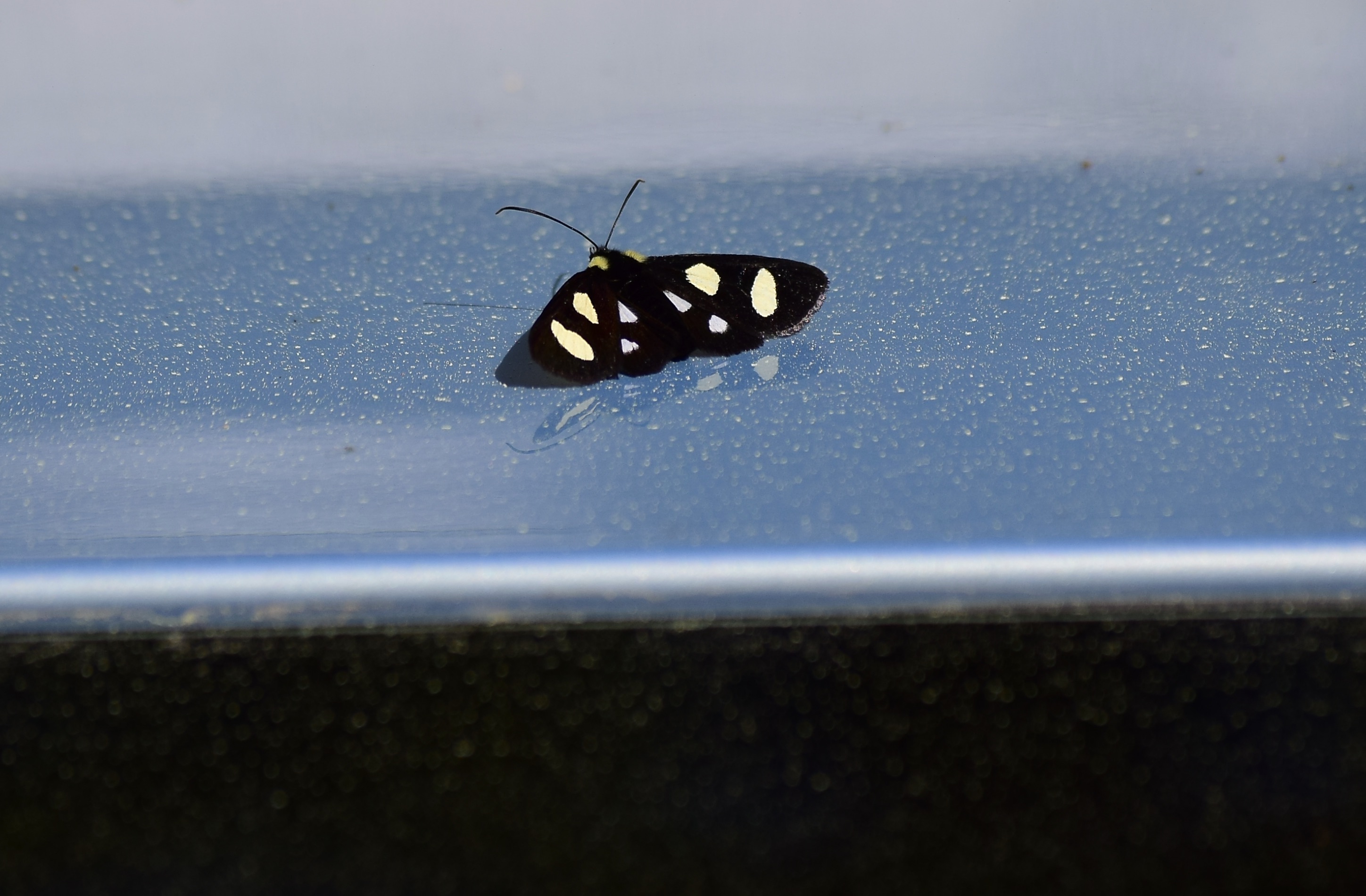 Jericho, Vermont Photos: Jericho, Vermont has cool bugs!