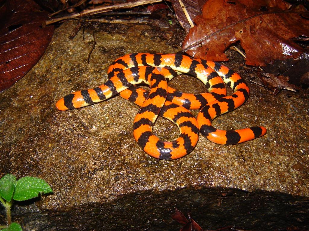 Ofidico: Anilius Scytale