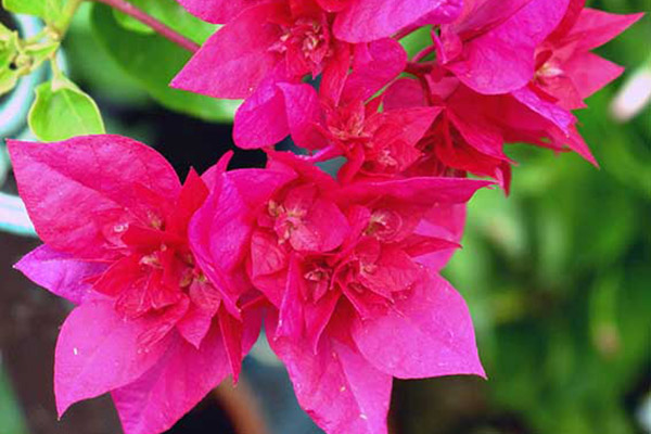 Bugenvil (Bougainvillea sp.) - Tanaman Hias Lanskap