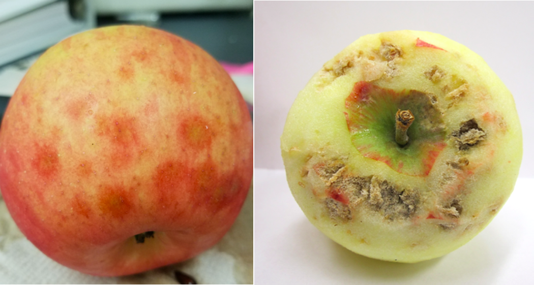 Brown marmorated stink bug in MN apple orchards and varietal impacts