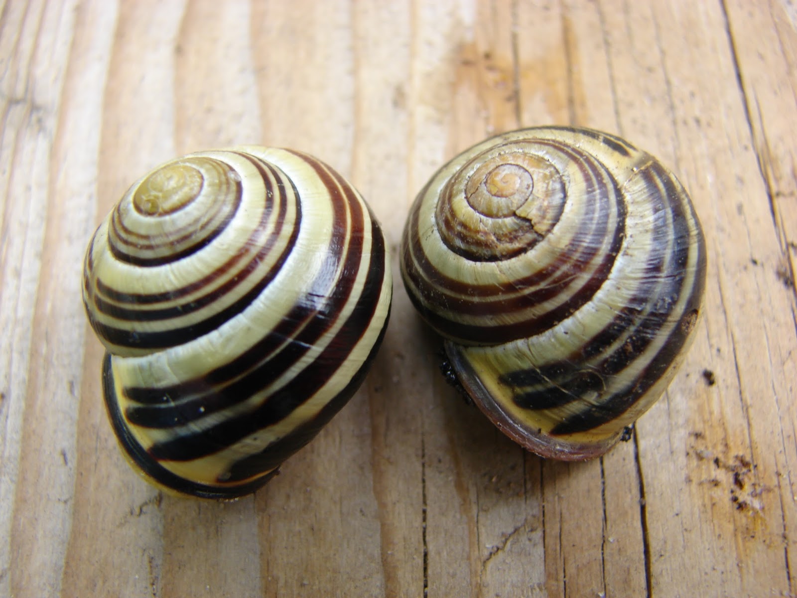 Het kleine avontuur: slak