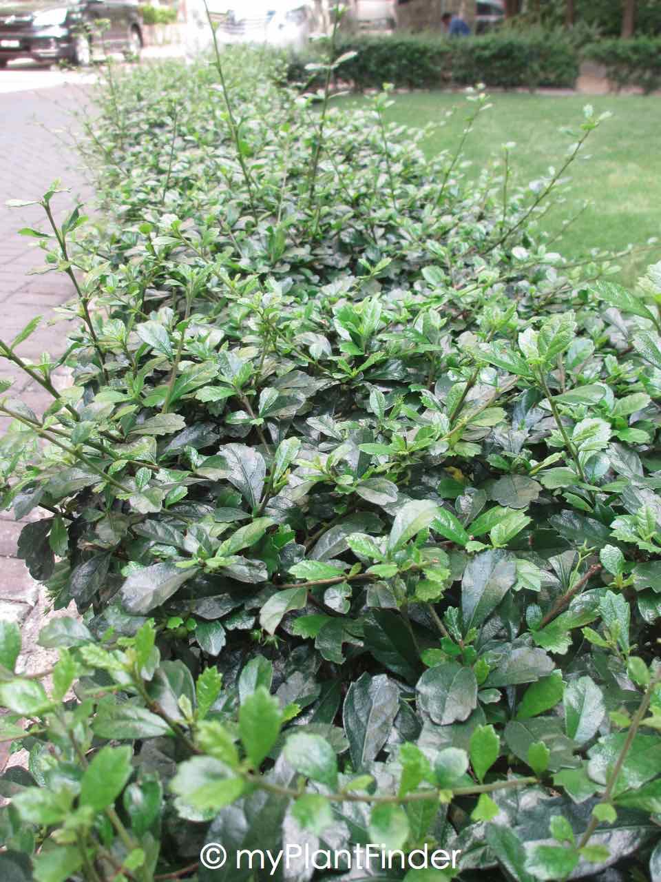 MY PLANT FINDER | Plant Guide: Carmona retusa