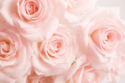 Yorkshire Florist: The Meaning of Roses by Colour