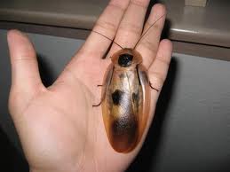 serangga-serangga raksasa | GueajaBlog