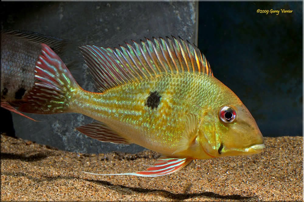 Borneo Island, Awaken To A Different World: Earth-Eating Cichlid ...