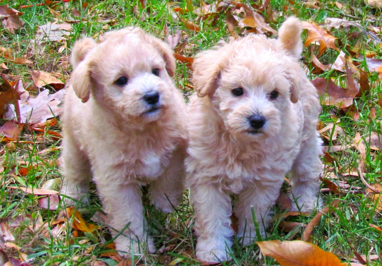Growing Puppies - Virginia Schnoodle Breeder --Hypoallergenic Dogs: Gallery