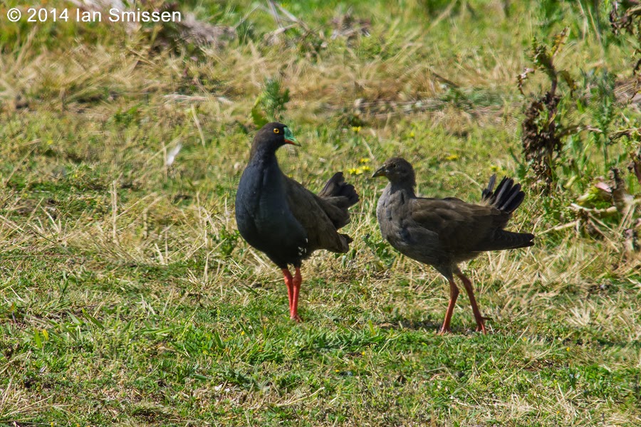 A passion for birds...: A day on Phillip Island