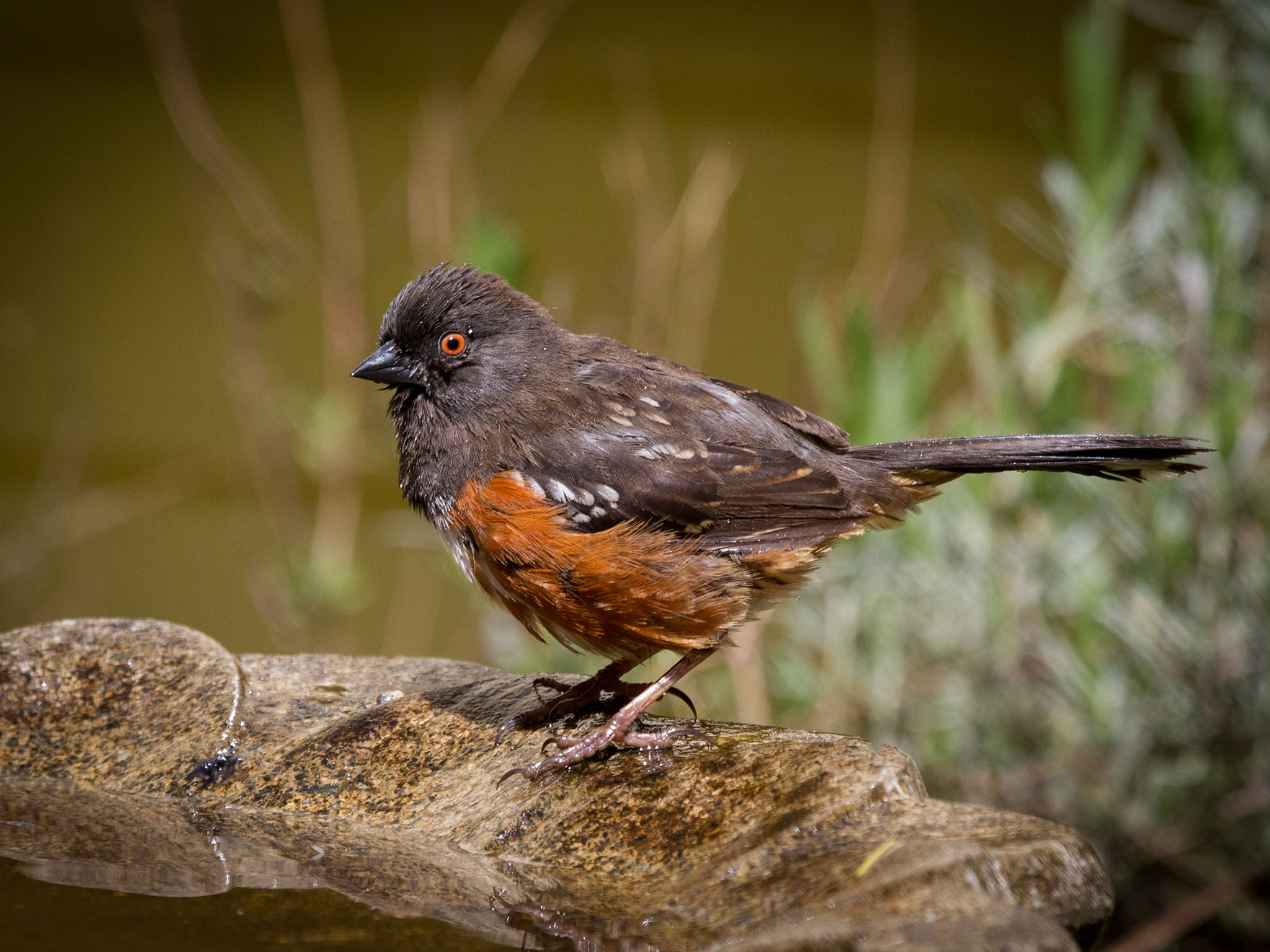 Shoreline Area News: For the Birds: Spotted Towhee — Our Resident Skulker