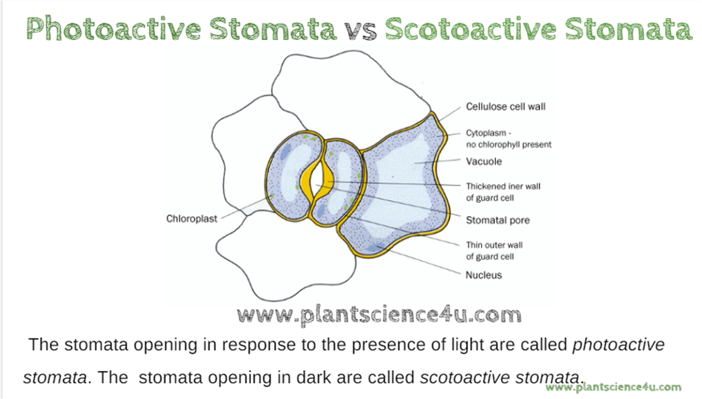 Difference between Photoactive and Scotoactive stomata