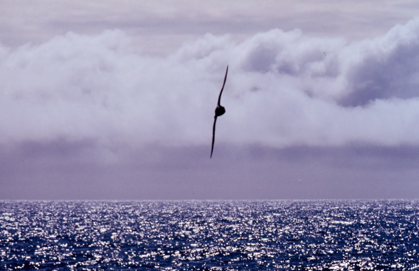 ALBATR_OSM... ad ali spiegate... (Servi di Maria): Albatrosm