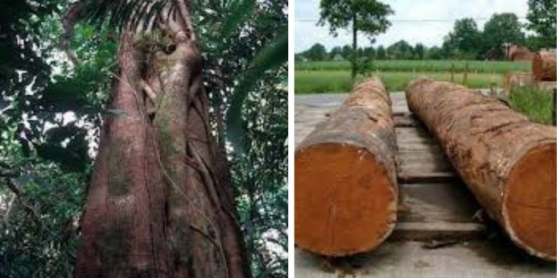 Perbedaan Kayu Jati dan Kayu Merbau, Mana yang Lebih Unggul? - pro rumah