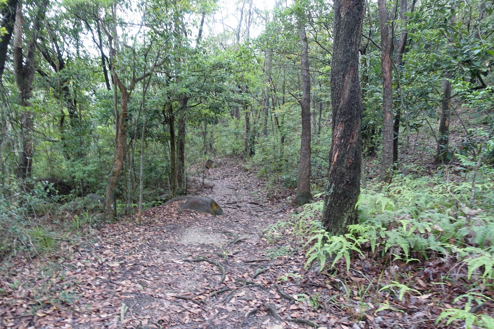 消耗五百食翻一千※香港行山記: 大埔滘黃路 Tai Po Kau Forest Yellow Walk