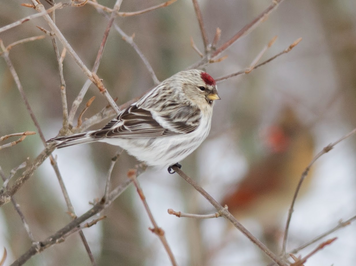 Alix Arthur d'Entremont: Hoary Redpoll