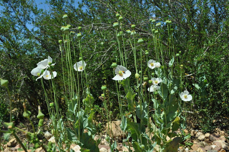 RioYeguas: Adormidera. Papaver somniferum. Planta del Opio