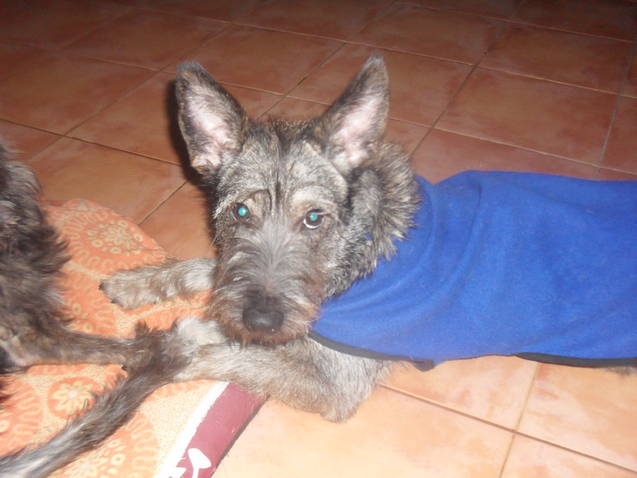 Adoptándonos: Gary, lindo perro barbincho color gris en adopción