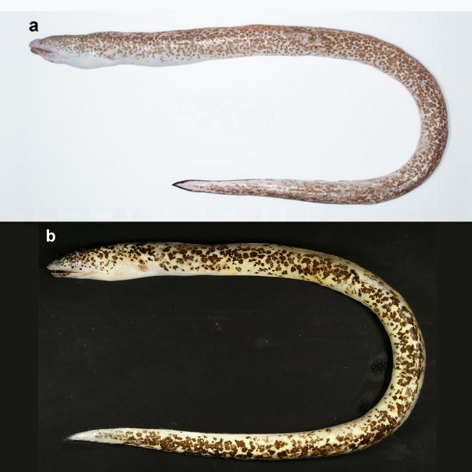 Species New to Science: [Ichthyology • 2017] Diaphenchelys dalmatian ...