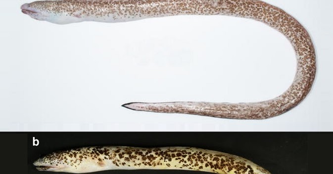 Species New to Science: [Ichthyology • 2017] Diaphenchelys dalmatian ...