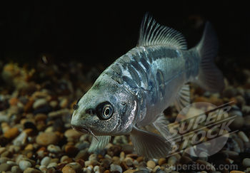WentworthPlants&Fish: Fish4Sale