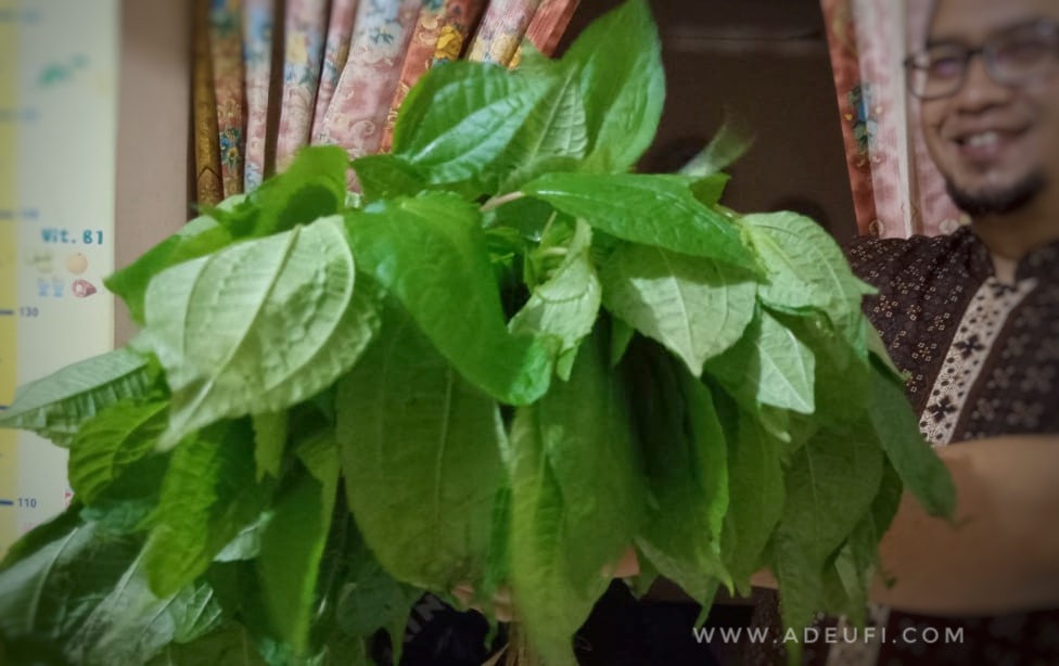 Ade UFi: Manfaat Daun Pohpohan Sumber Pangan dari Hutan