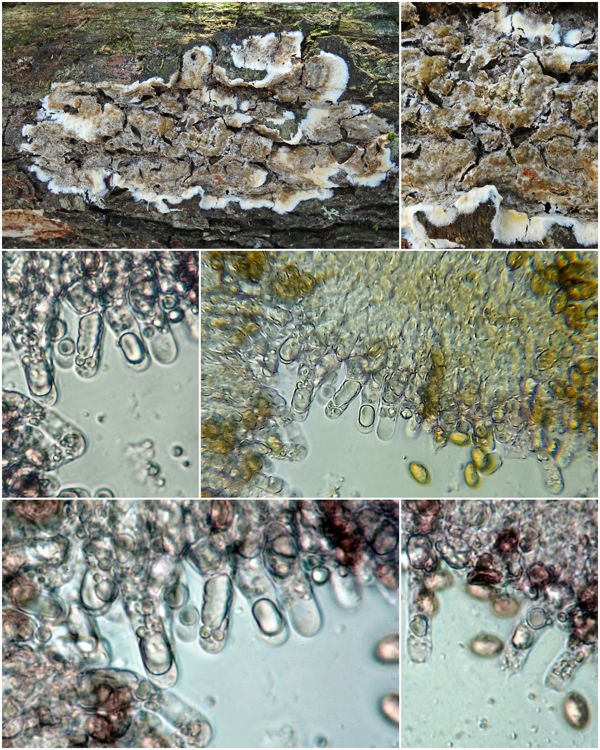 Setas y Hongos de Tineo : CONIOPHORA PUTEANA (Schumach.) P. Karst.