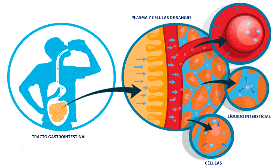 Sistema Digestivo ~ Biopsicosalud