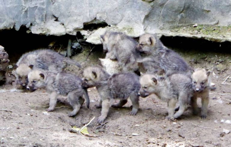 White Wolf : First wolves to be born in Britain in 300 years